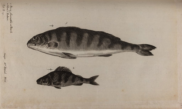 Perch posters & prints by Unknown