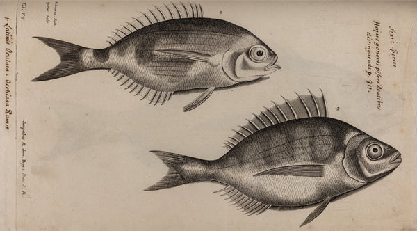 Bream posters & prints by Unknown