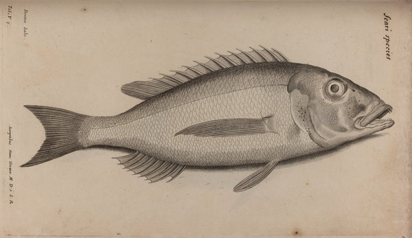 Common dentex posters & prints by Unknown