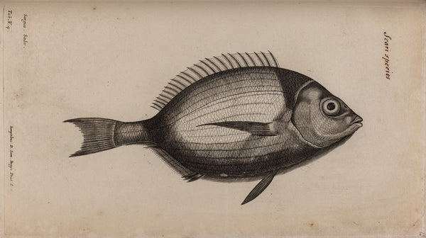 Bream posters & prints by Unknown