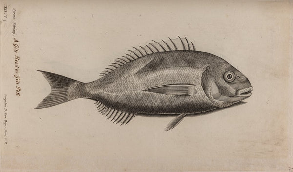 Gilt-head bream posters & prints by Unknown
