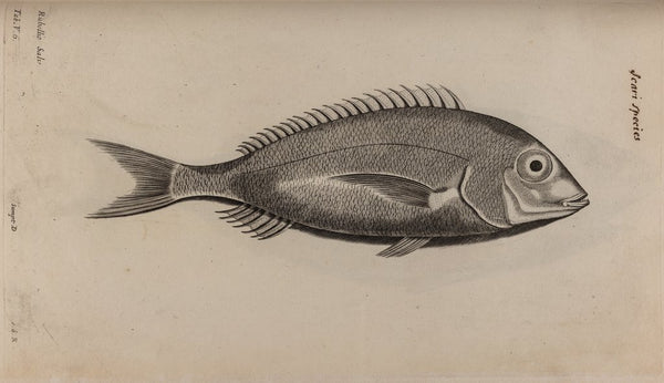 Common pandora posters & prints by Unknown