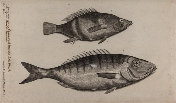 Perch and momyrus posters & prints by Unknown