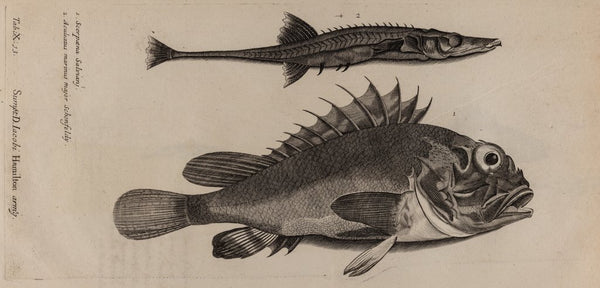 Scorpionfish and stickleback posters & prints by Unknown