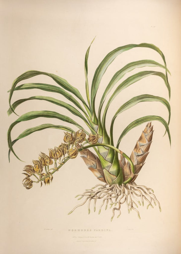 Mormodes pardine posters & prints by Maxim Gauci after Augusta Innes ...