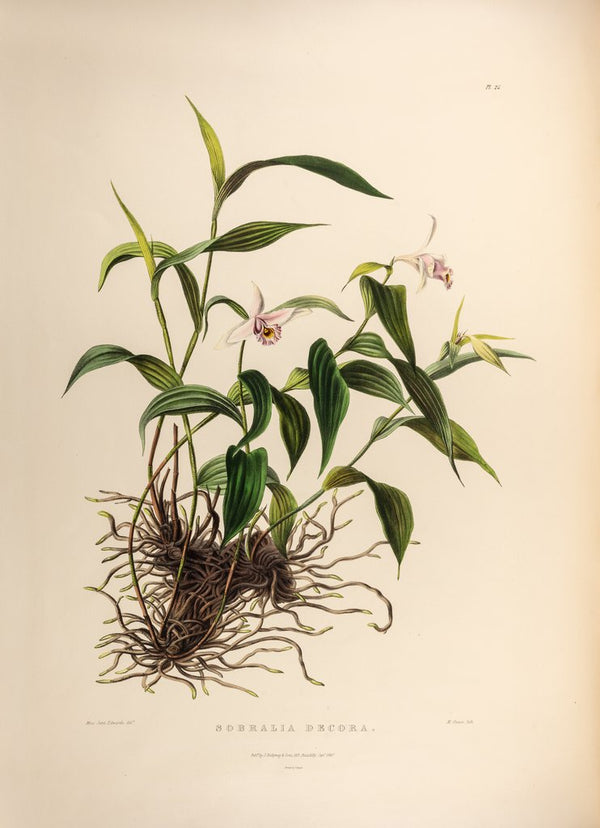 Sobralia decora posters & prints by Maxim Gauci after Jane Edwards