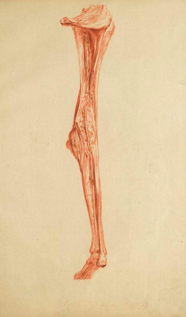 Anatomical study of leg and foot posters & prints by Andreas van Rymsdyk