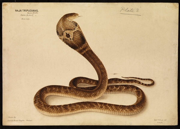 Indian cobra posters & prints by Annada Prasad Bagchi