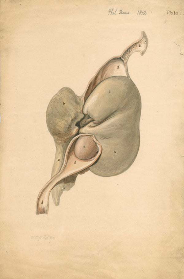 Anatomy of hearing in Balaena mysticetus [Bowhead whale] posters ...