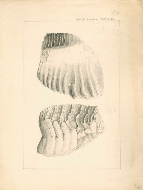 Fossil prints, drawings, paintings and art