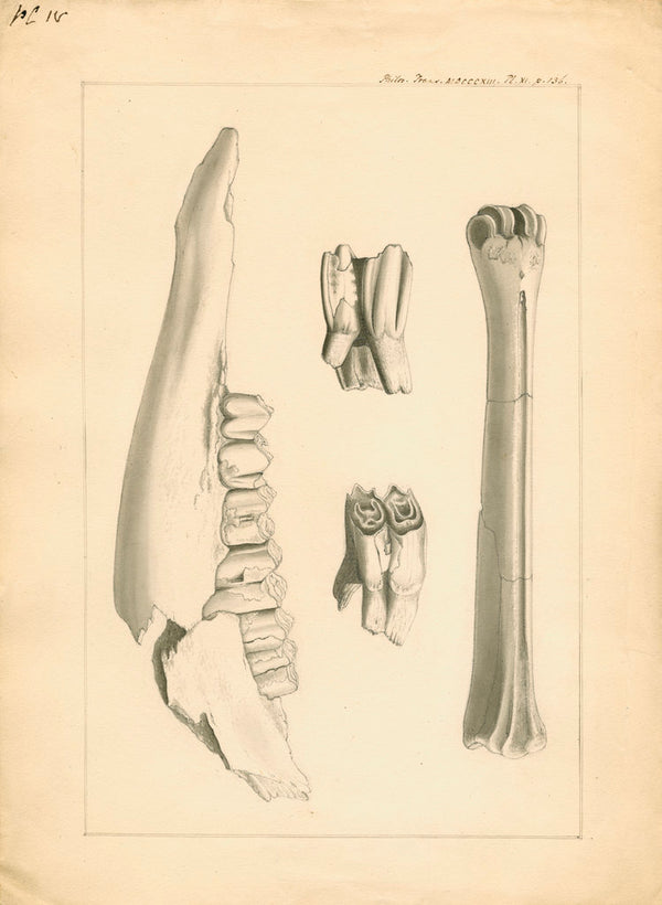 Fossil prints, drawings, paintings and art