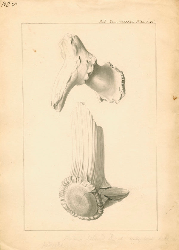 Fossil prints, drawings, paintings and art