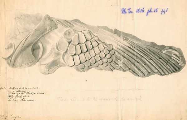 Fossil prints, drawings, paintings and art