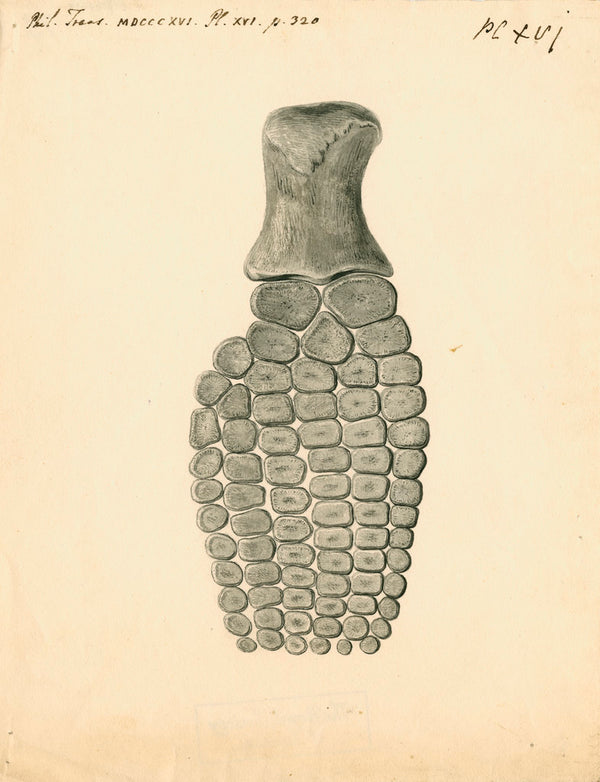 Fossil prints, drawings, paintings and art