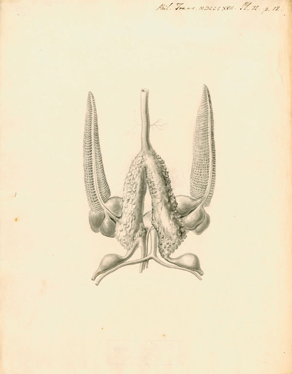 Heart of the Sepia officinalis [Common cuttlefish] posters & prints by ...