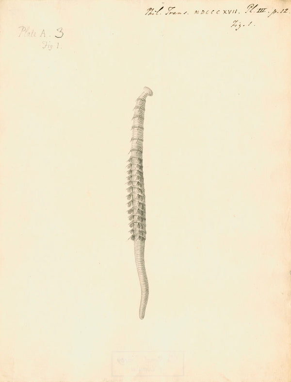 Lumbricus marinus [Lugworm] posters & prints by William Clift