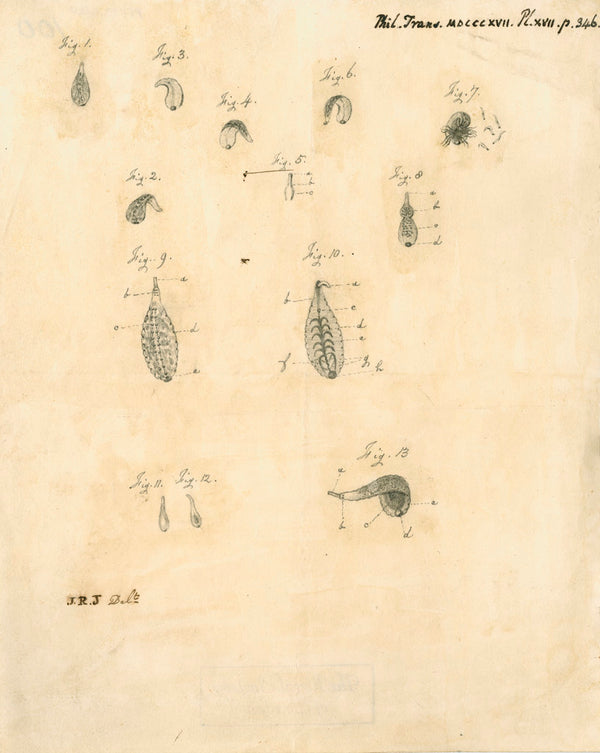 Specimens of leeches posters & prints by James Rawlins Johnson
