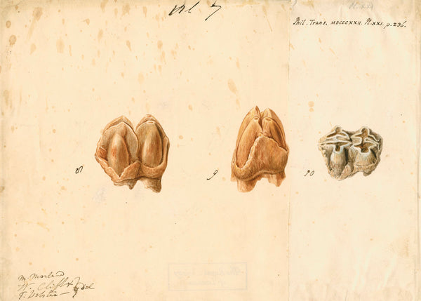 Fossil teeth of hippopotamus posters & prints by Thomas Webster