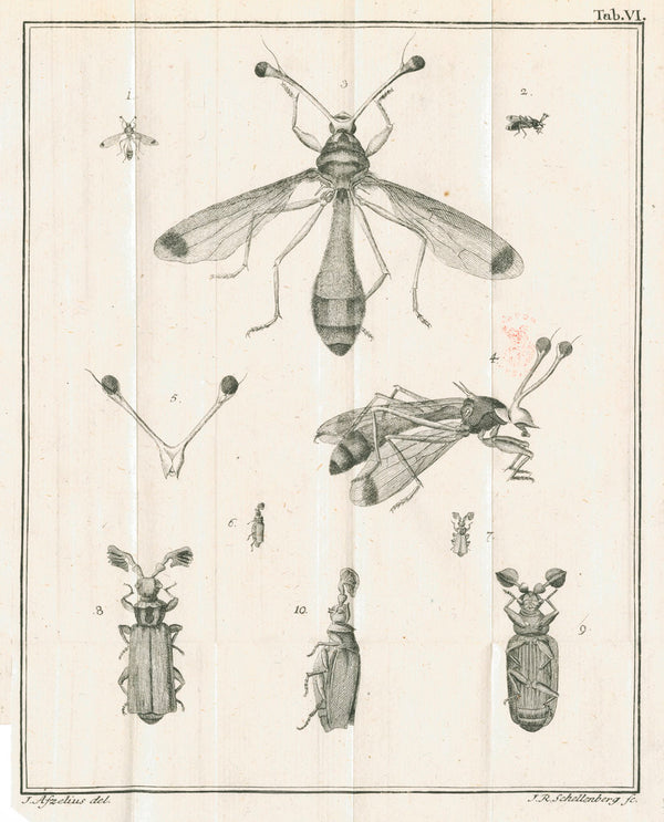 Insects from Linnaeus's 'Academic delights' posters & prints by Johann ...