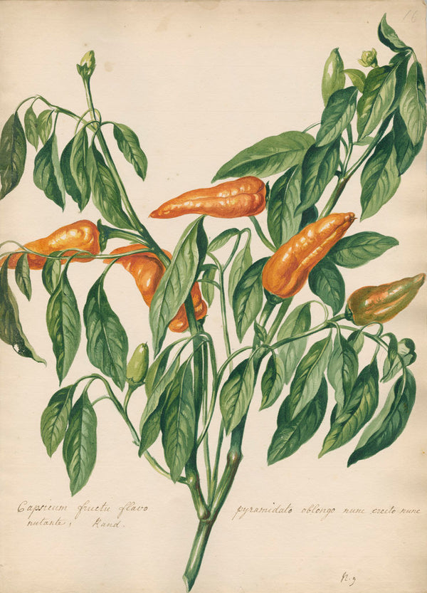 Botanical flower art, prints and paintings | Page 12