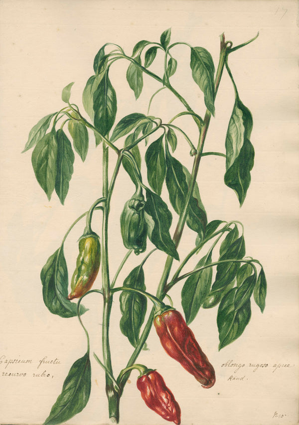 'Capsicum fructu oblongo rugoso...' posters & prints by Jacob van Huysum
