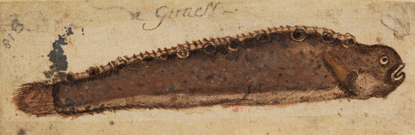 Gunnel fish posters & prints by Anonymous