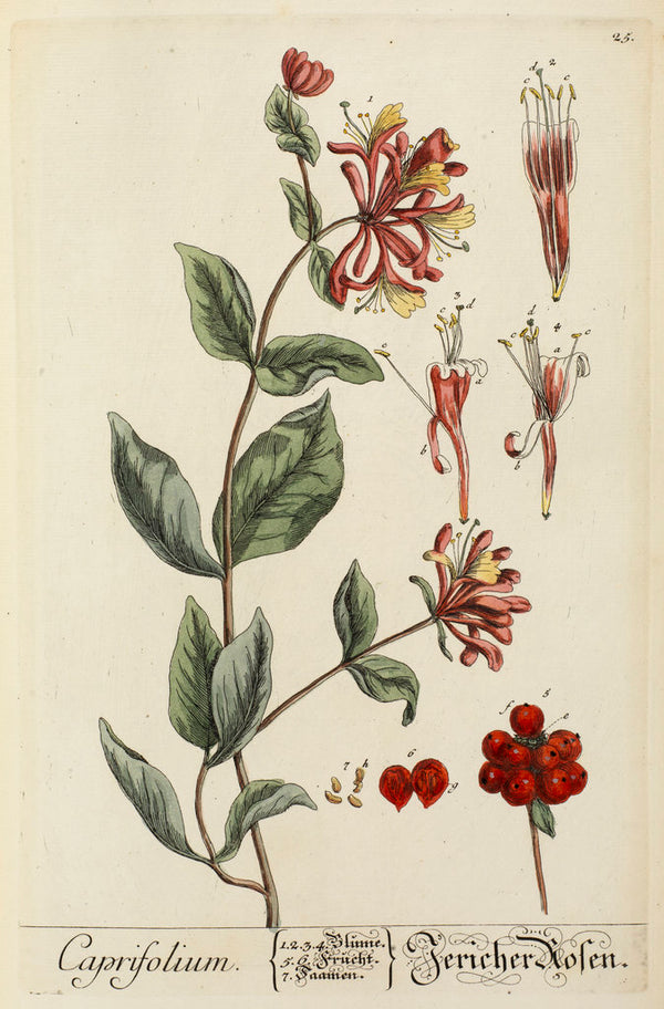 'Caprifolium' posters & prints by Elizabeth Blackwell