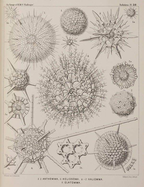 Various classes of radiolarian posters & prints by E Giltsch