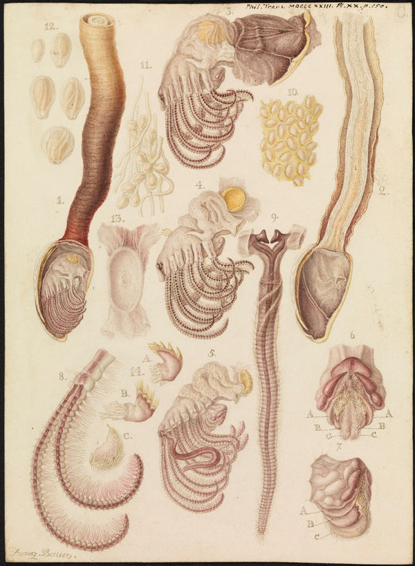 Barnacles posters & prints by Franz Andreas Bauer