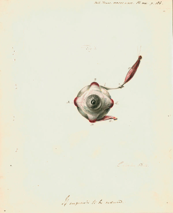 The human eye posters & prints by Charles Bell