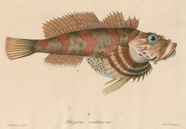 'Blepsias ventricosus' [Red Irish Lord fish] posters & prints by ...